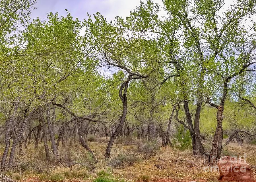 Dancing Trees Photograph by Daniel Rabuck - Fine Art America