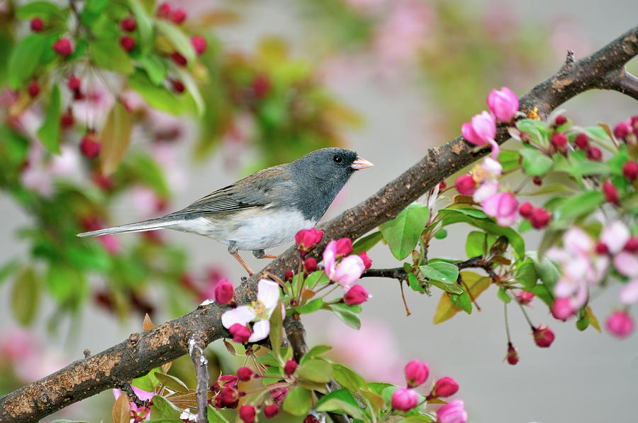Dark-Eyed Junco Photograph by Betty LaRue | Fine Art America