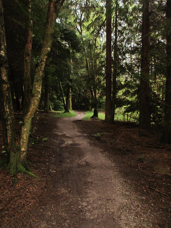 Dark Path Photograph by CL Redding - Fine Art America