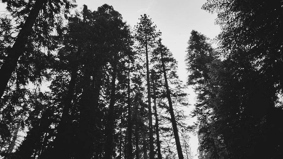 Dark Tree Tops Photograph by Jonathan Dunphy - Pixels