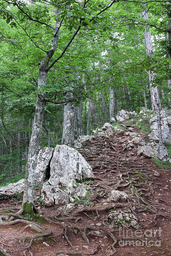 Deep Forest Rocky Path Nature Photograph by Goce Risteski - Pixels