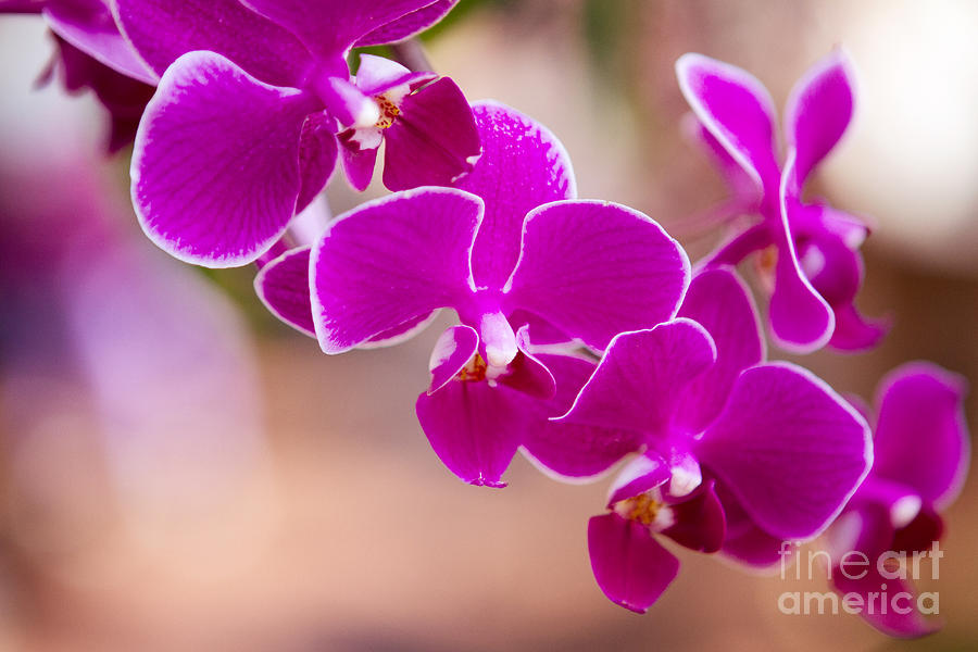 Deep Fuchsia Orchids Photograph by A New Focus Photography - Fine Art ...