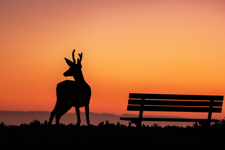 Deer Silhouette at Sunrise Photograph by Akhyana - Fine Art America