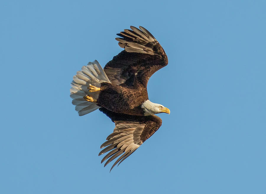 Diving Eagle Photograph by Thomas Kaestner | Pixels