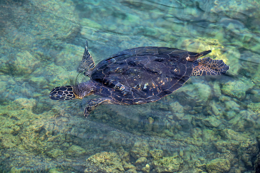 Diving Honu Photograph by Pamela Walton - Fine Art America