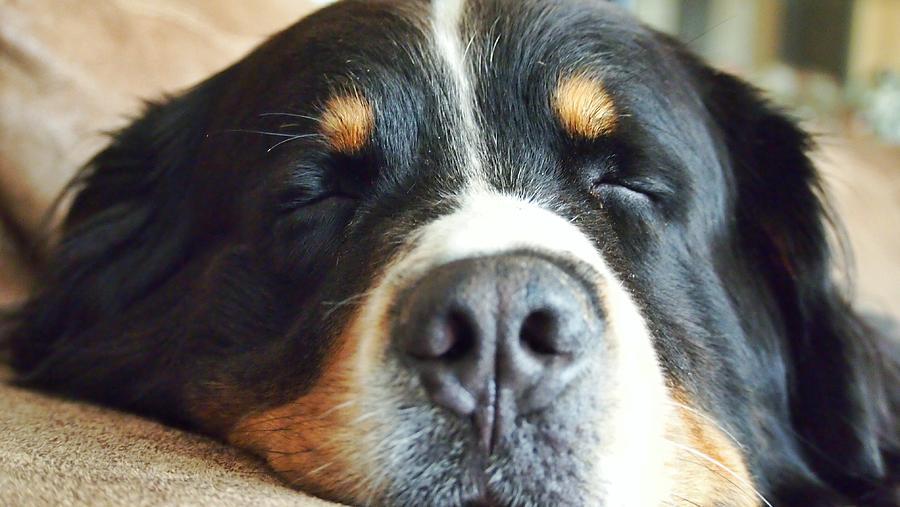 Dog in deep remsleep coma Photograph by Marco De Mooy - Pixels