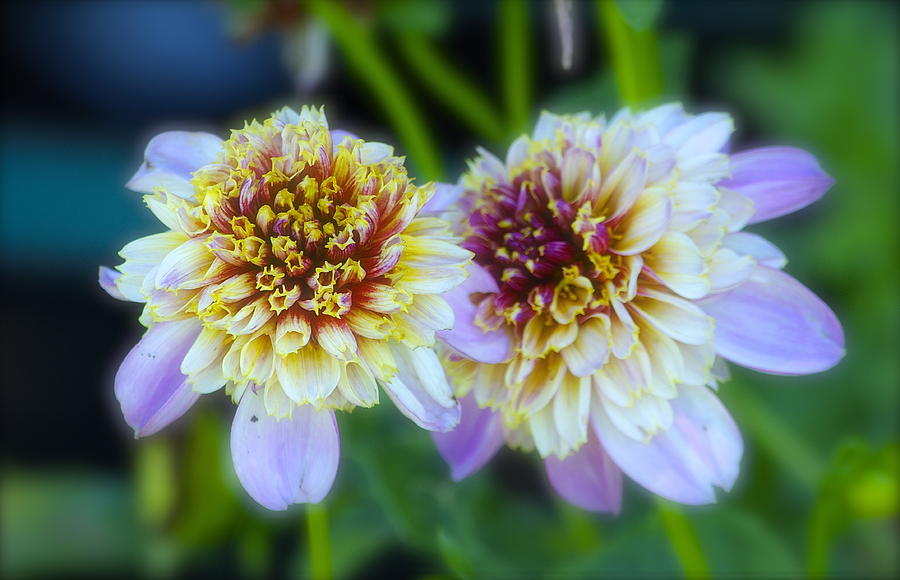 Double Dahlia Photograph by Julie Cowin - Fine Art America