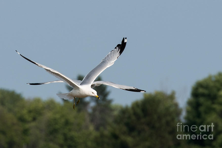 Double Wings Photograph by Wesley Farnsworth - Pixels