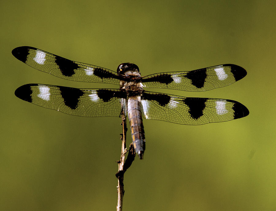 Dragonfly Photograph by Catherine Simonson - Pixels