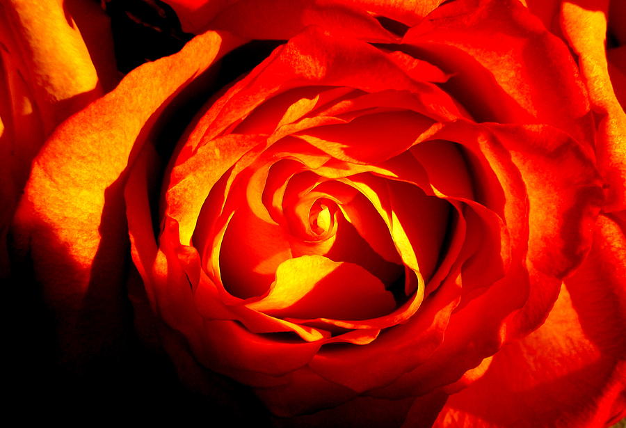 Dramatic Rose Photograph by Beth Akerman - Fine Art America