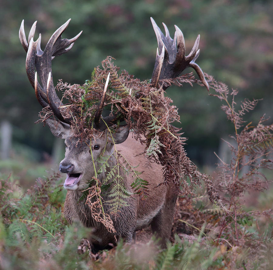 Dressed Red Stag Photograph by Ceri Jones - Fine Art America