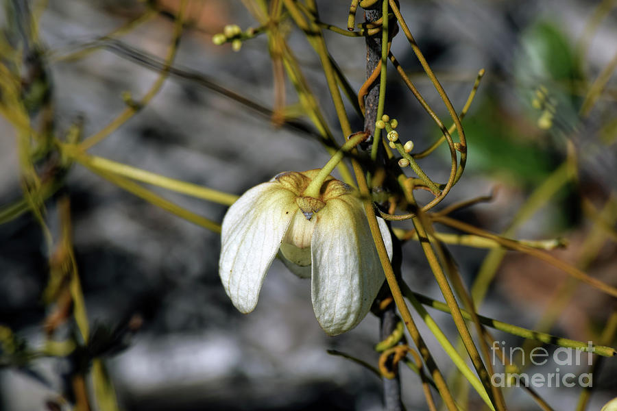 Droopy Flower Photograph by William Tasker - Fine Art America