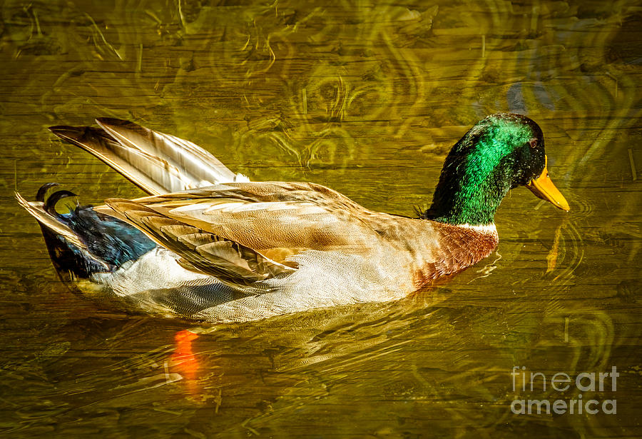 Duck - E Photograph by Larry White - Fine Art America