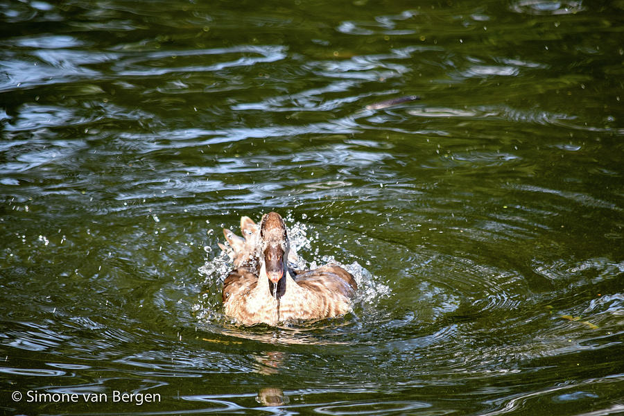 Duck Washing Photograph by Simone Van Bergen - Pixels