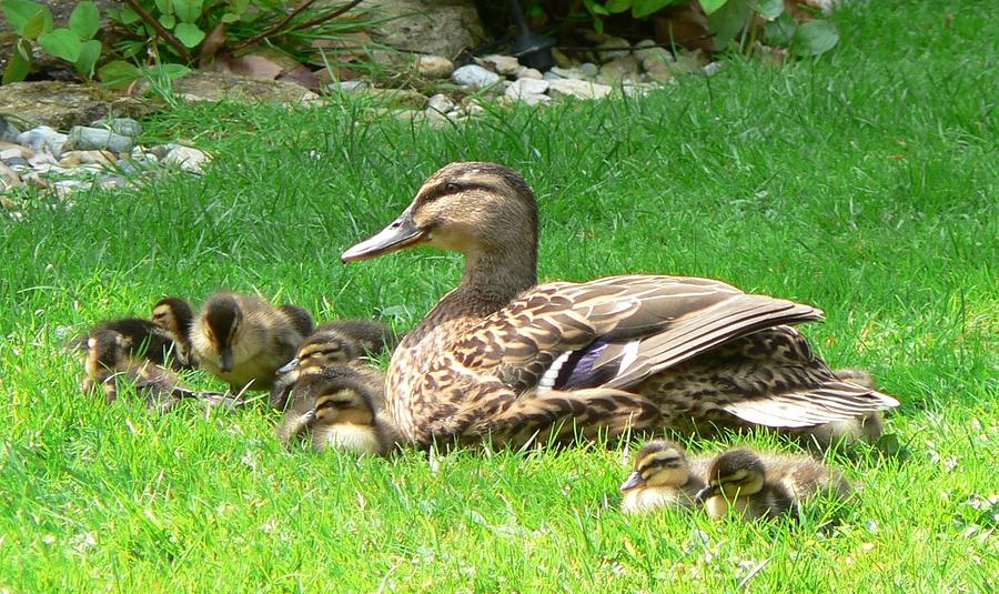 Ducks In The Sun Photograph by Lynne Iddon - Fine Art America