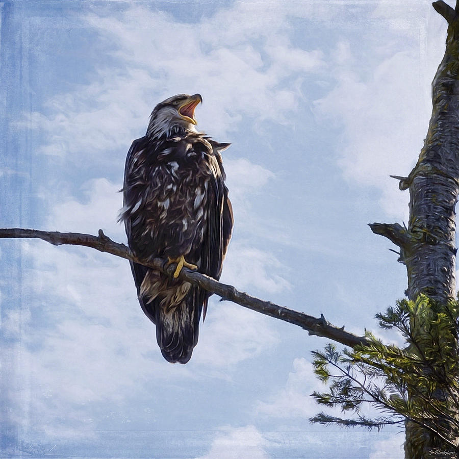 Eagle Art - Deserves To Be Heard Painting by Jordan Blackstone - Fine ... Eagle Art - Deserves To Be Heard Painting by Jordan Blackstone - Fine ...