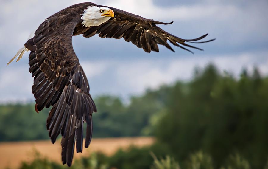 Eagle Flight Photograph by Dawn Van Doorn - Fine Art America