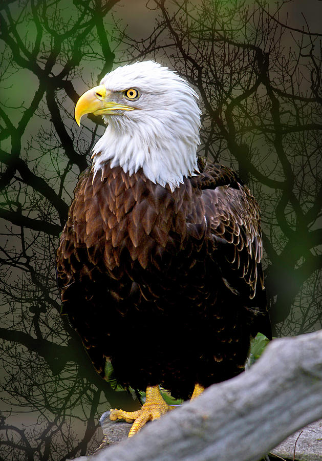 Eagle in the Night Photograph by Janet Argenta - Fine Art America