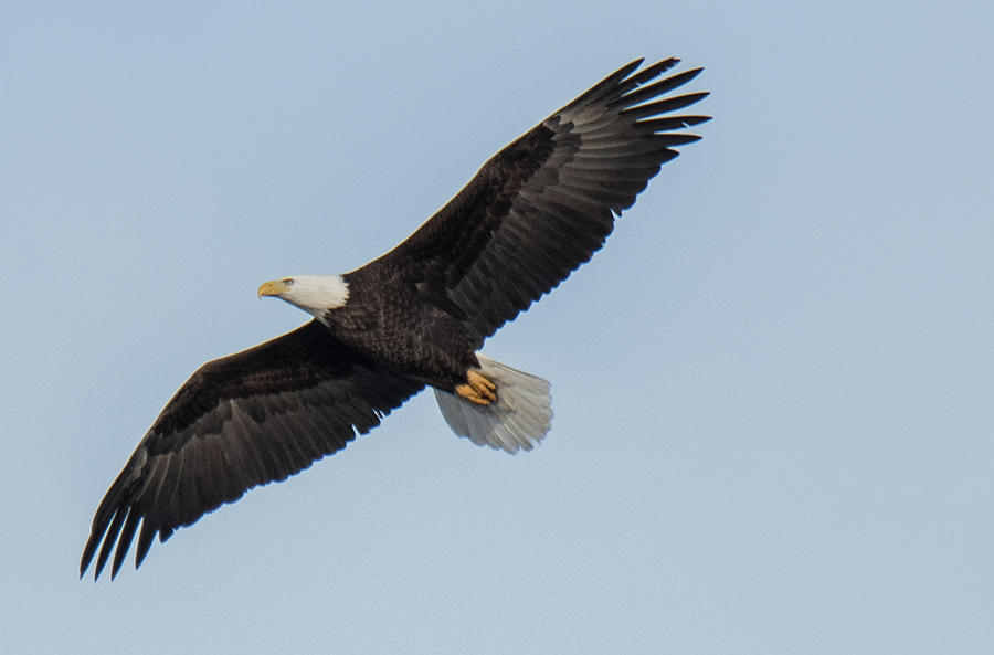 Eagle Soar Photograph by Judd Nathan | Fine Art America
