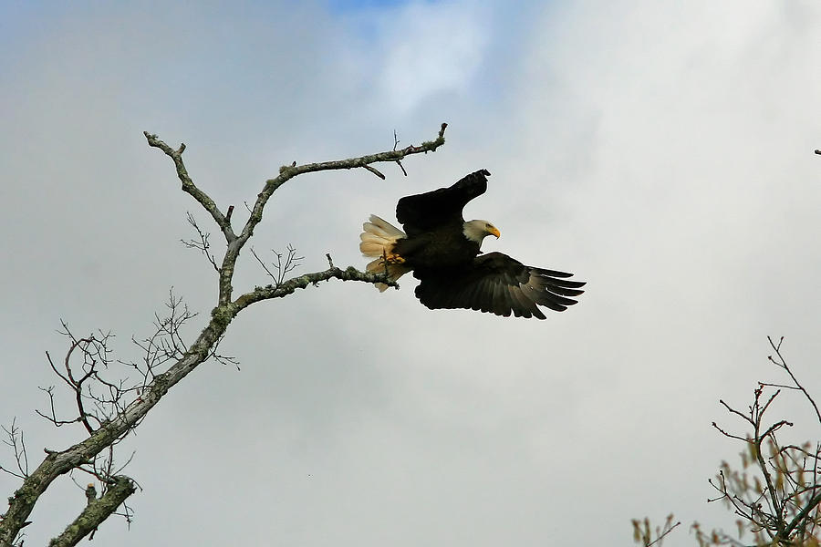 Eagle Taking Flight Photograph by James Jones | Fine Art America
