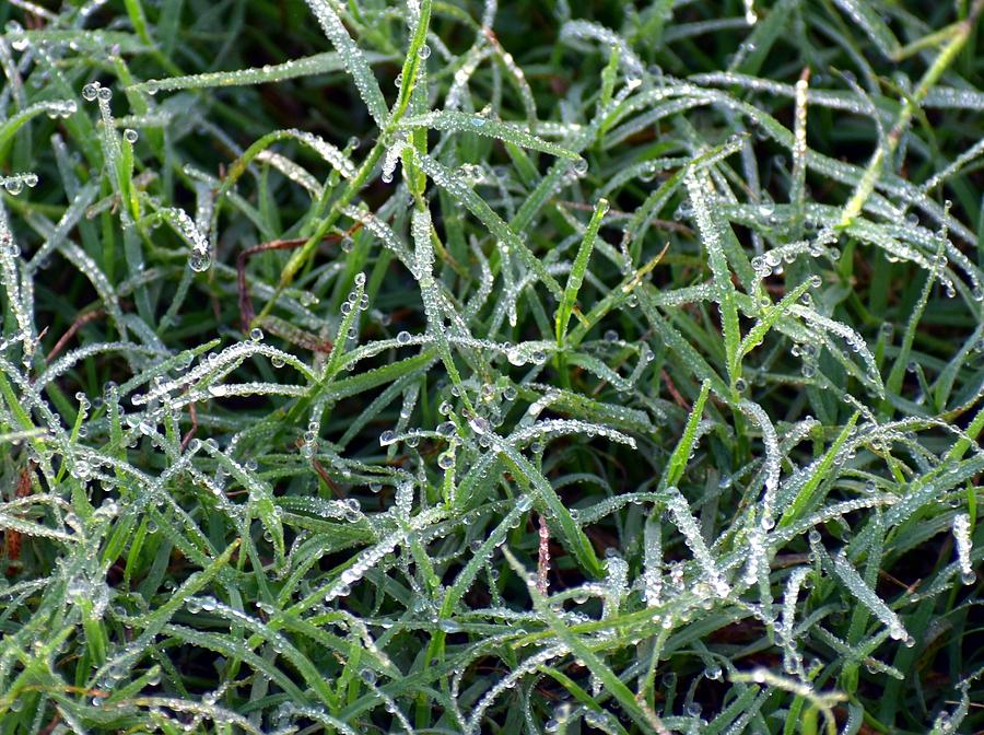 Early morning dew on grass Photograph by Artpics - Pixels Early morning dew on grass Photograph by Artpics - Pixels