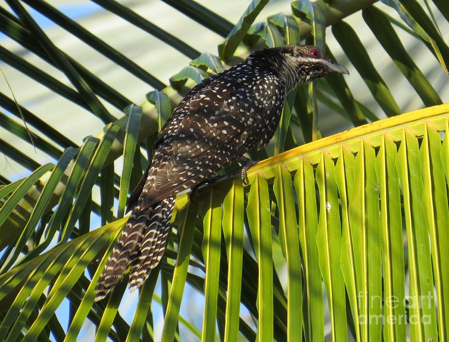 Eastern Koel Photograph by Evie Hanlon - Fine Art America