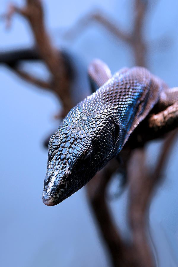 Eden Monitor Photograph by DiDi Higginbotham