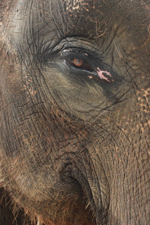 Elephant Eyes Photograph by Emmons Hahn - Fine Art America