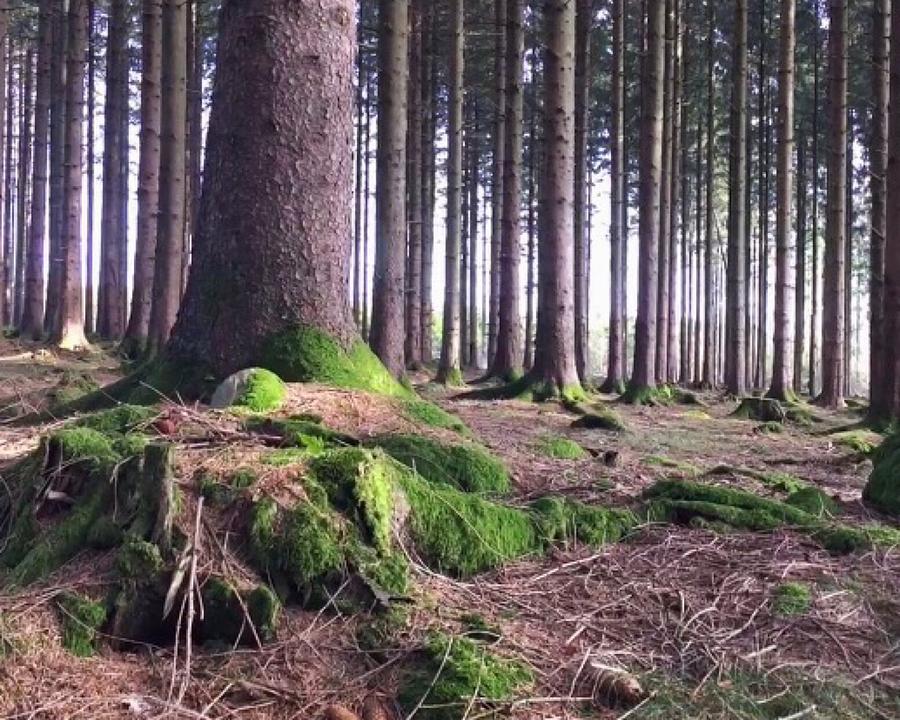 Enchanted Trunks Photograph by Todd Devan - Fine Art America