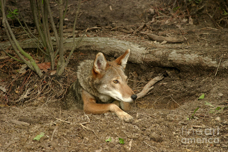 Endangered Red Wolf Photograph by Daniel Earnhardt - Fine Art America