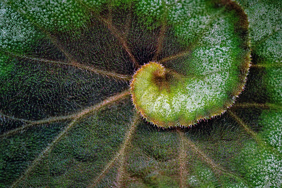 Escargot Begonia Photograph by Brad Oliphant - Fine Art America