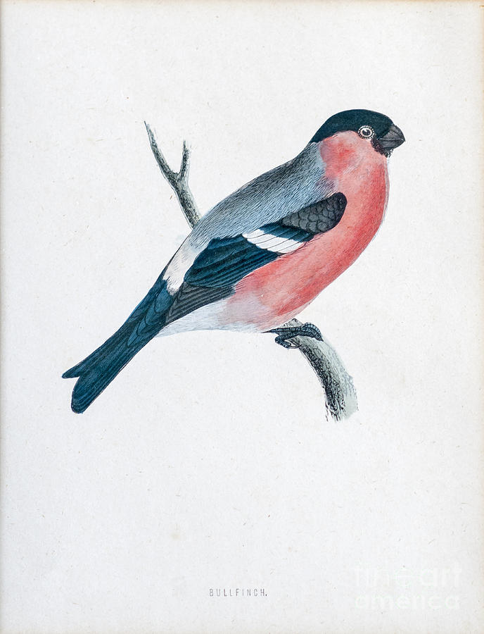 Eurasian bullfinch artwork Photograph by Ilan Rosen - Pixels