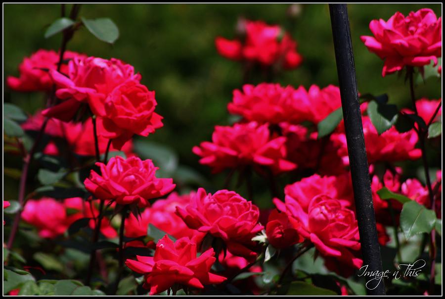 Everything's Coming up Roses Photograph by Paul Henry - Fine Art America