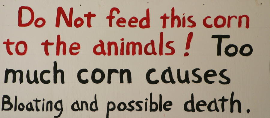 Exploding Animals Photograph by Jerry Patterson - Fine Art America