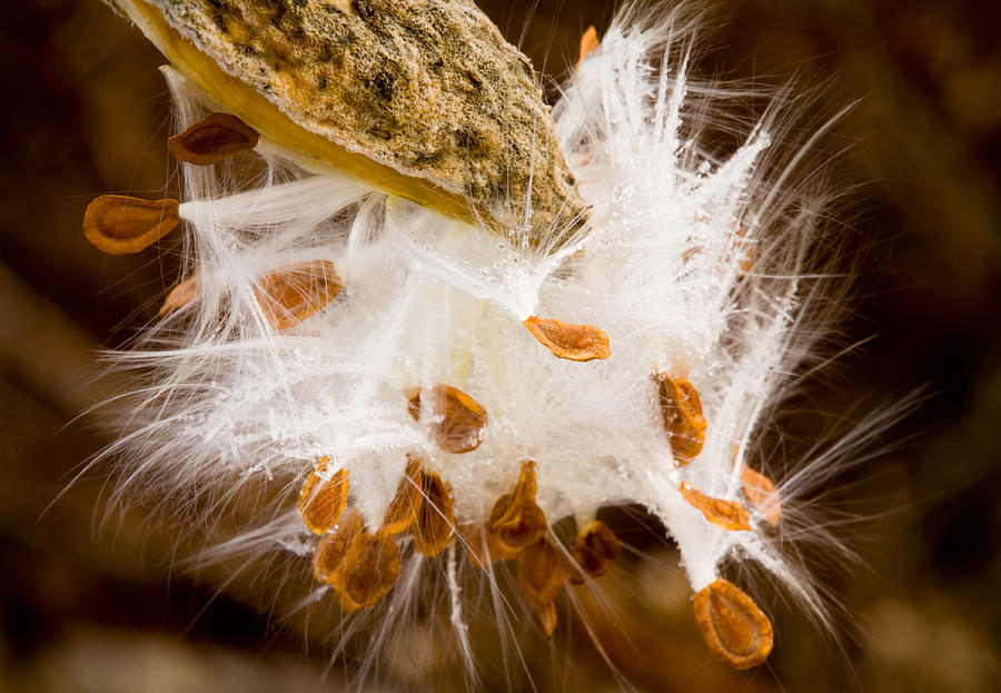 Exploding Milkweed Seedpod Photograph by Irwin Barrett | Fine Art America