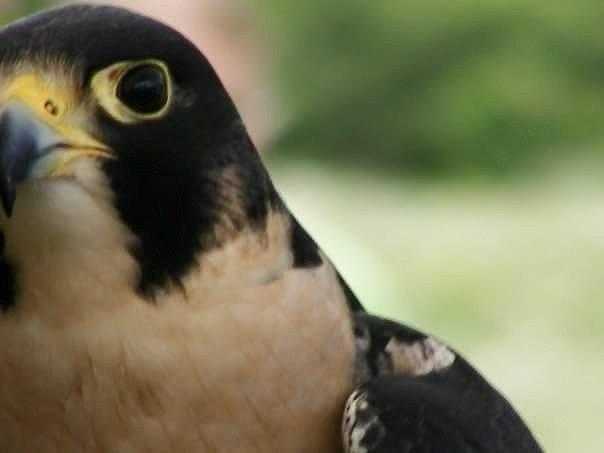 Eye of the Falcon Photograph by Ashley Spencer | Pixels