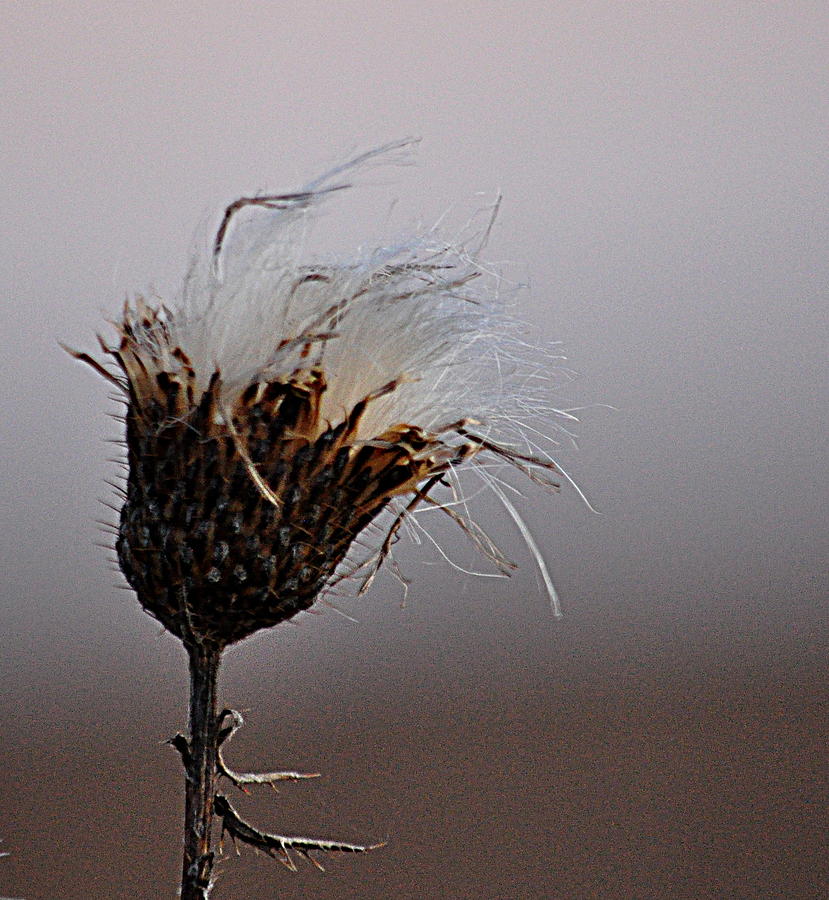 Facing the Wind Photograph by Thomas Gorman - Fine Art America
