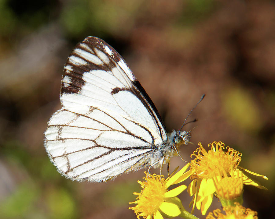 Fall Butterfly Photograph by Jason Boddy - Fine Art America