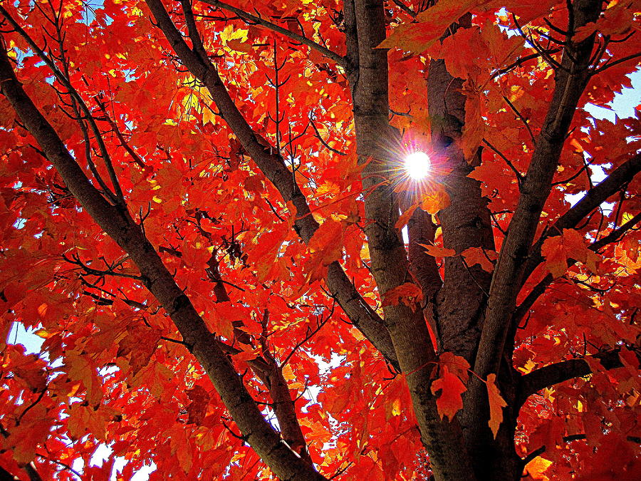 Fall Foliage Digital Art By Bonita Brandt Fine Art America