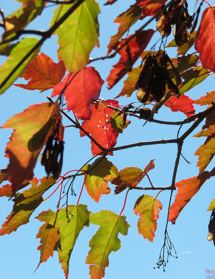 Fall Leaves 1 Photograph by Creations by Shaunna Lynn - Fine Art America