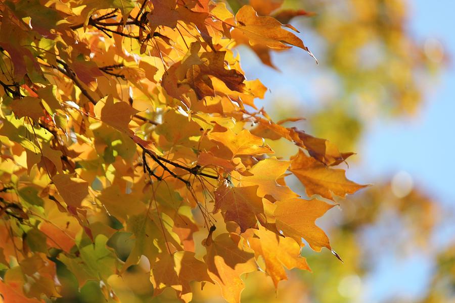 Fall Maple Leaves Photograph by Classically Printed - Fine Art America