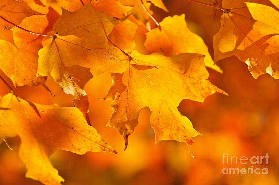 Fall maple leaves Photograph by Elena Elisseeva - Fine Art America