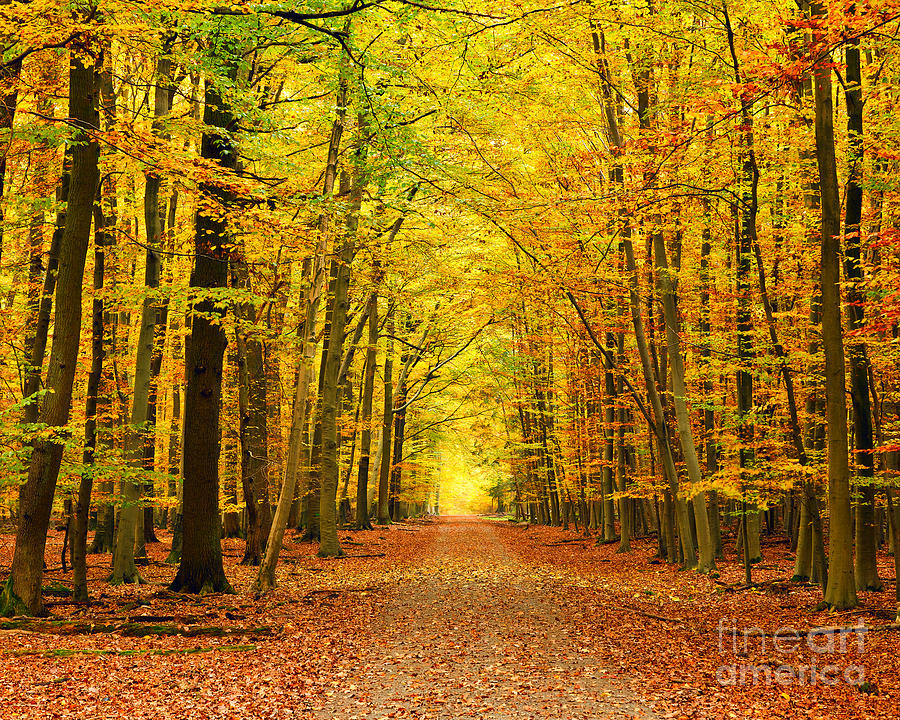 Fall Path Photograph by Felix Andreoni - Fine Art America