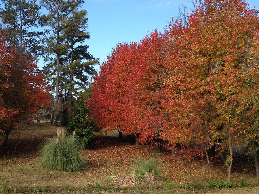 Fall Pear Trees Photograph by George Martin - Fine Art America