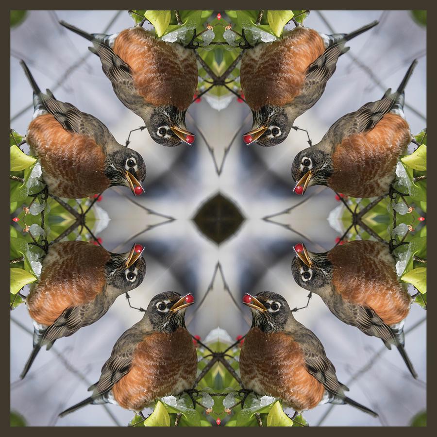 Fall Robin Square Photograph by Rhoda Gerig - Fine Art America