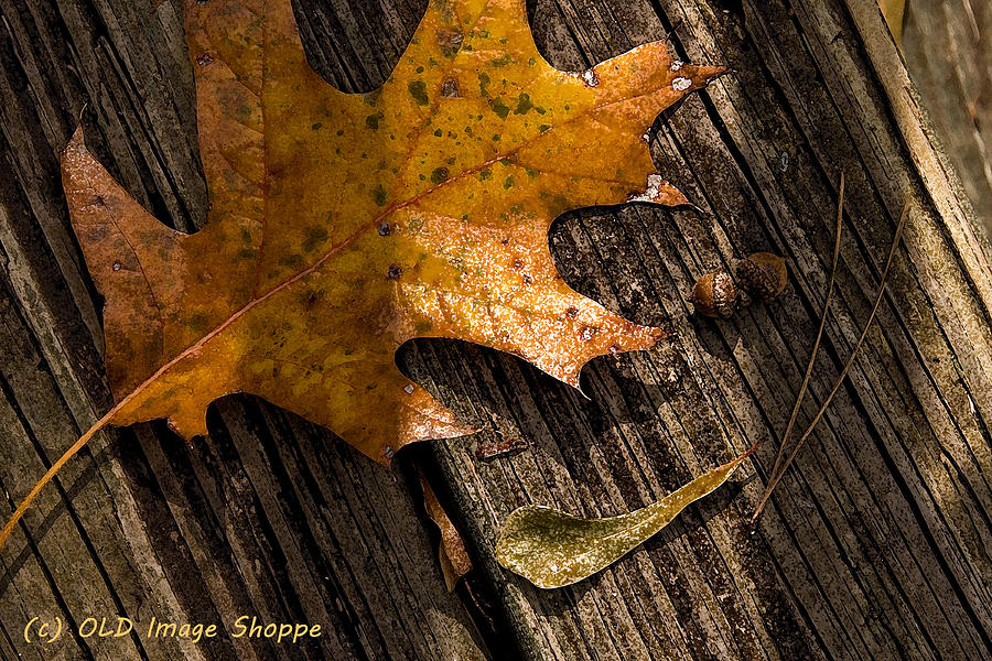 Fall Sampler Photograph by Otto Danby II | Fine Art America