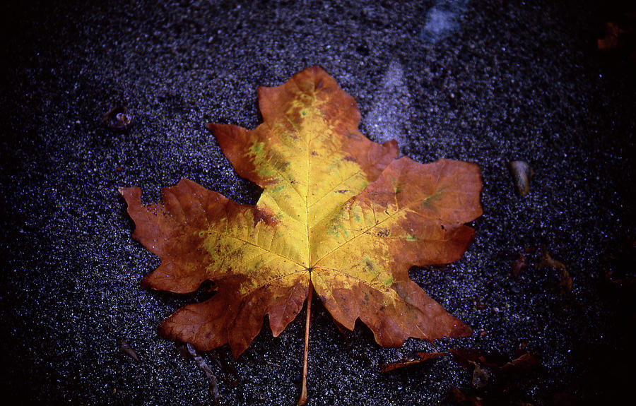 Fallen Leaf Photograph by Dan McCool - Fine Art America