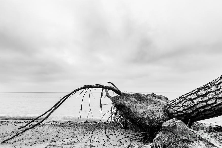 Fallen tree on the beach after storm Photograph by Michal Bednarek - Pixels