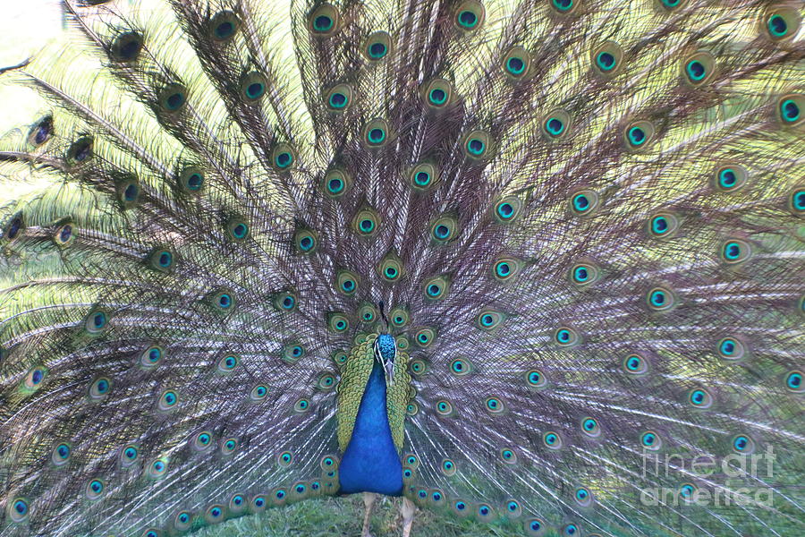 Fancy Peacock Photograph By Michael Macgregor