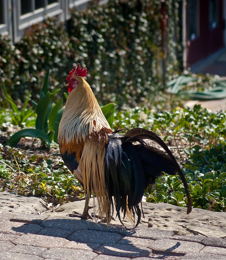 Fancy Rooster Photograph by Douglas Barnett - Fine Art America